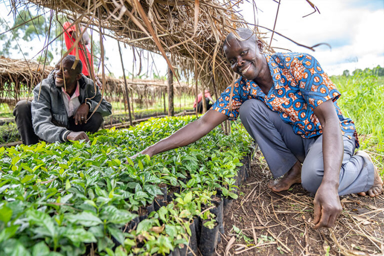 5000 Mutuba cuttings for 100 housholds – The Schwarzenegger Climate ...