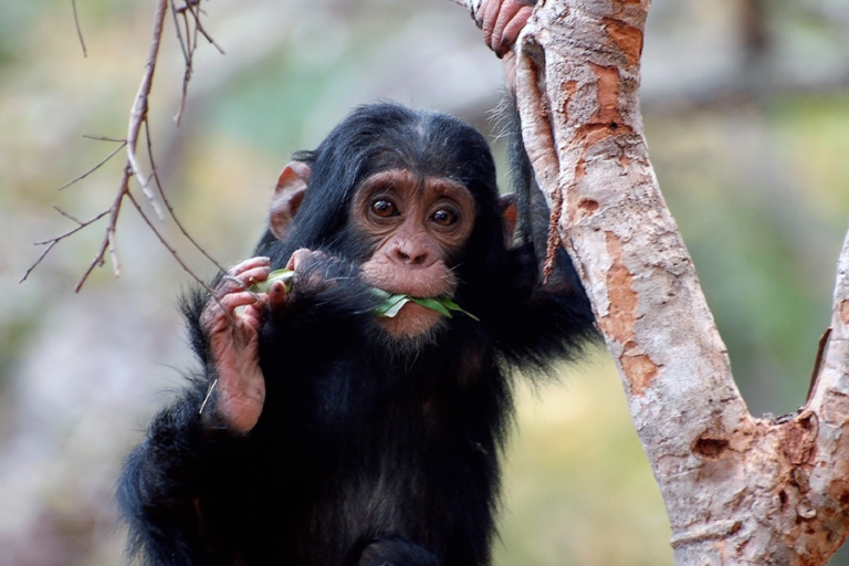 Mutuba Project: Reforestation in Uganda – The Schwarzenegger Climate ...