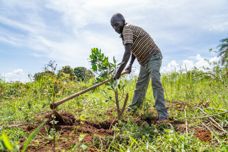 Preserving Nature and Tradition: The Mutuba Reforestation Project – The ...