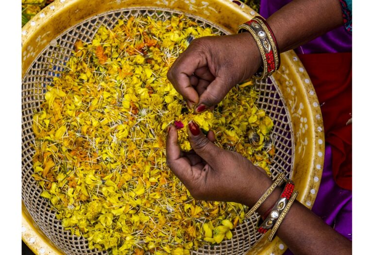 PHOOL – The Schwarzenegger Climate Initiative